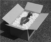 Green Fill ¿ Umweltfreundliches Füllmaterial | Moplast